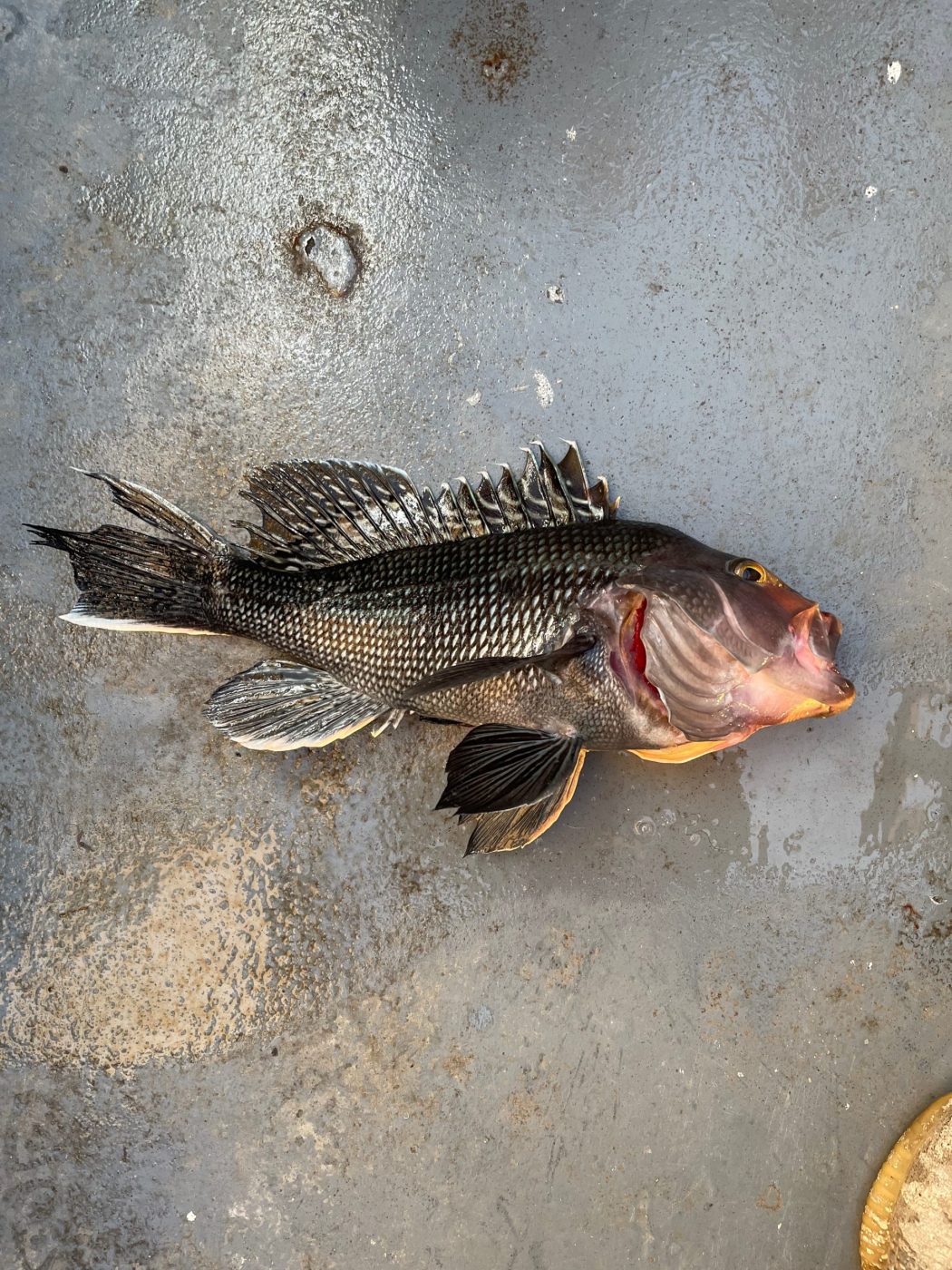 Sun Sept 25 – Block Island Fall Jumbo Porgies & Knothead SeaBass ...