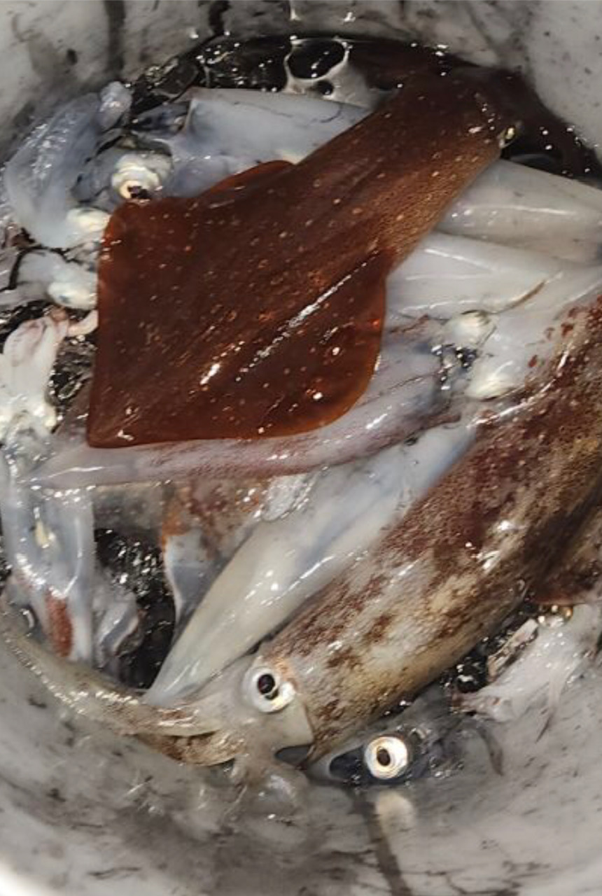 Sun Oct 15- Night Squid Fishing | Viking Fleet Fishing Report