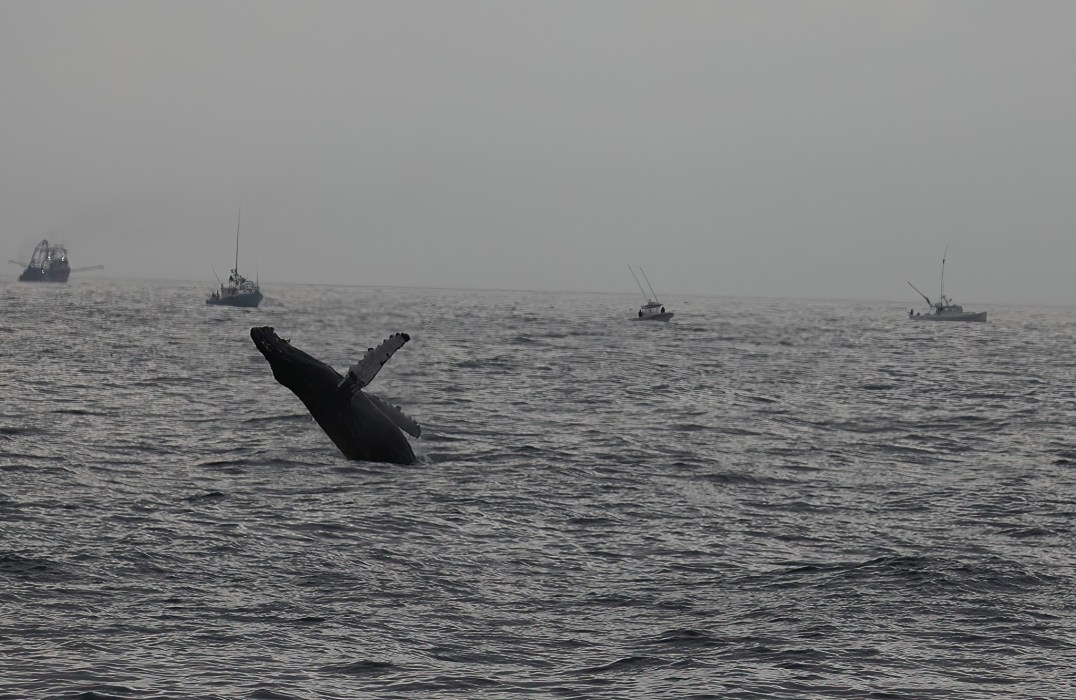 Wed July 24 – Whale Watching – Viking Starship | Viking Fleet Fishing ...