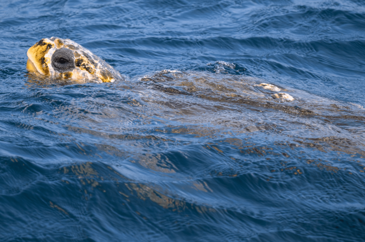 Sun Aug 17 – Whale Watching | Viking Fleet Fishing Report
